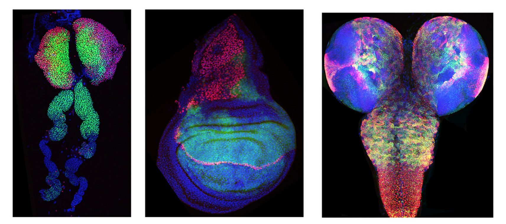 ERO: Epigenetic Regulations & Ontogenesis - iGReD
