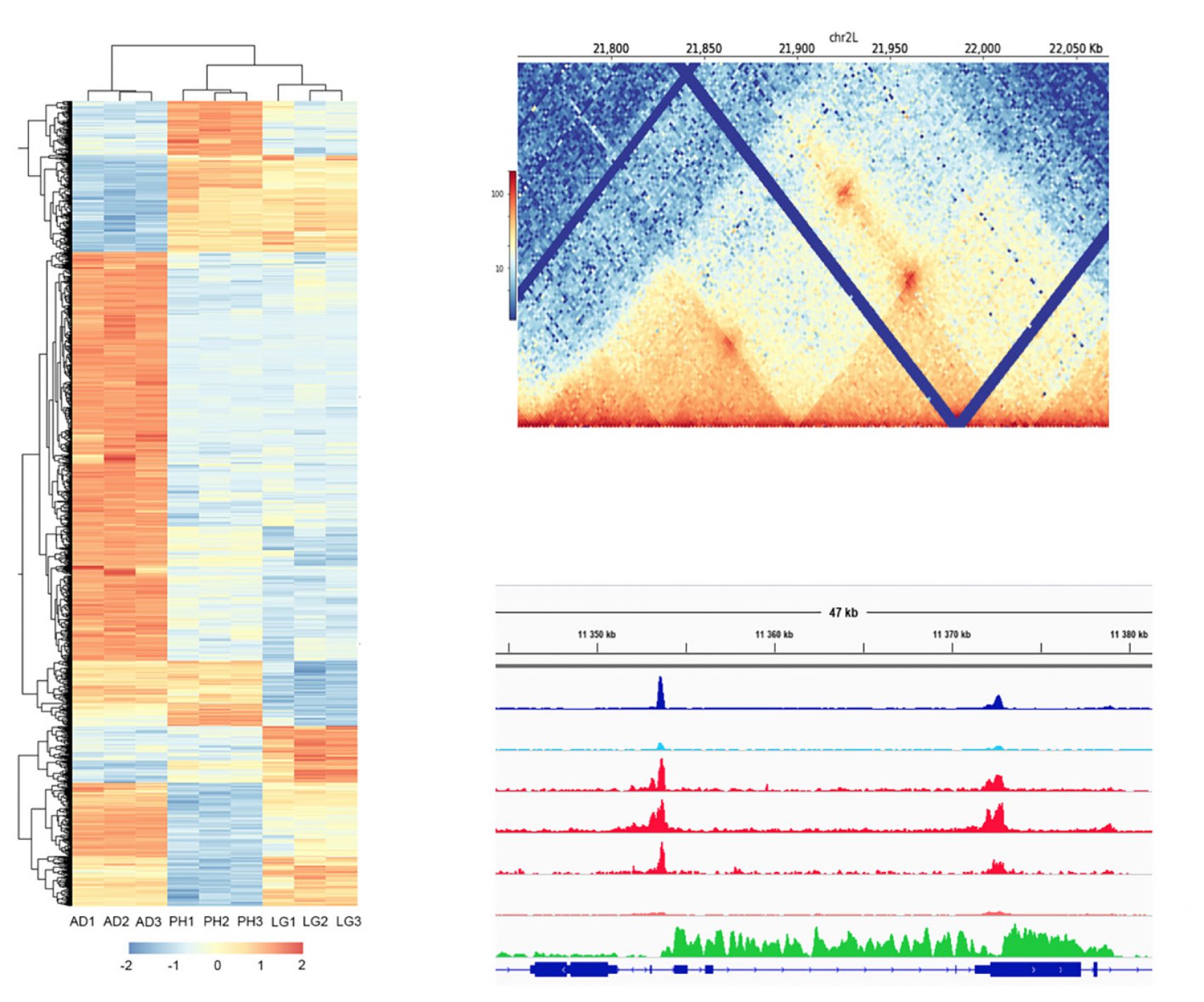 ERO: Epigenetic Regulations & Ontogenesis - iGReD