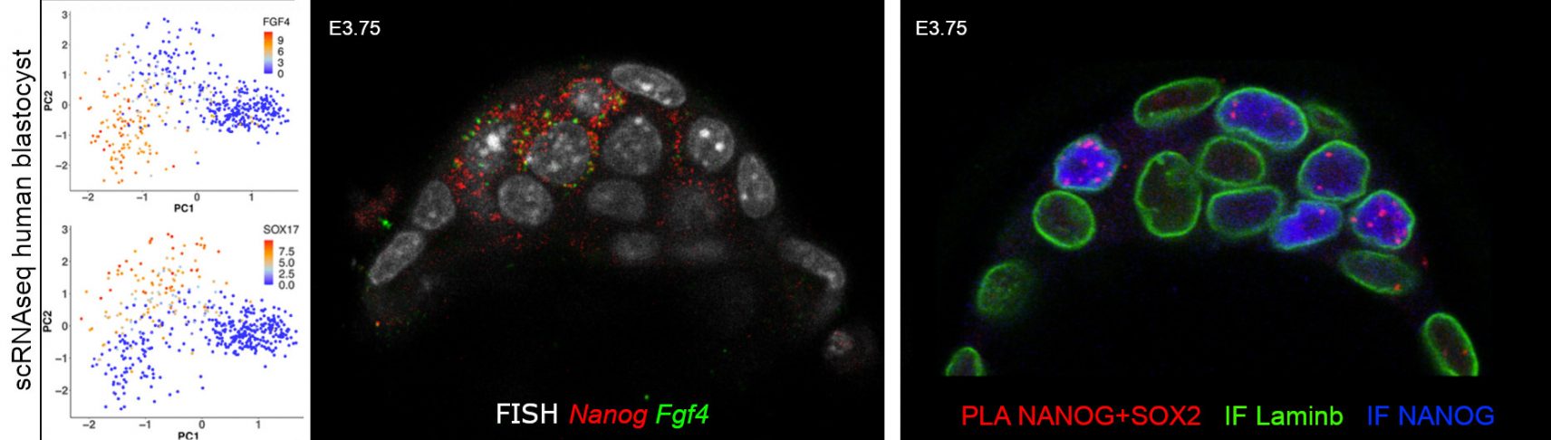 DiCE: Differentiation of Cell lineages in the early mouse embryo - iGReD