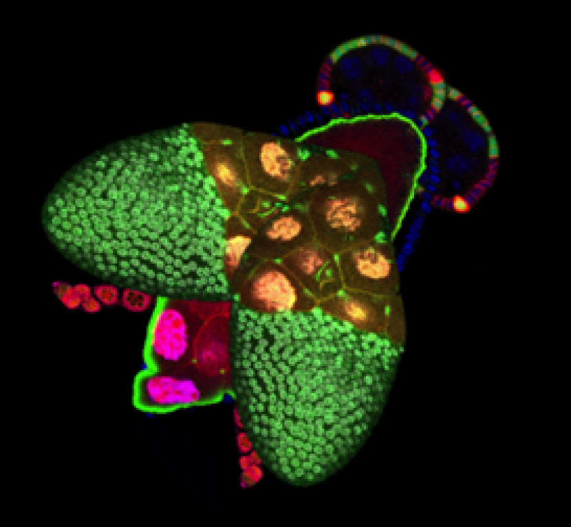Epithelial growth and morphogenesis - iGReD