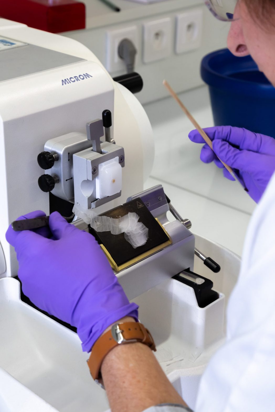 Anipath Histopathologie - iGReD