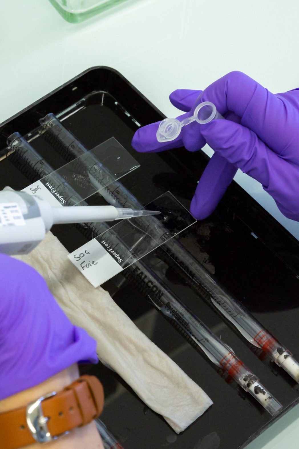 Anipath Histopathologie - iGReD