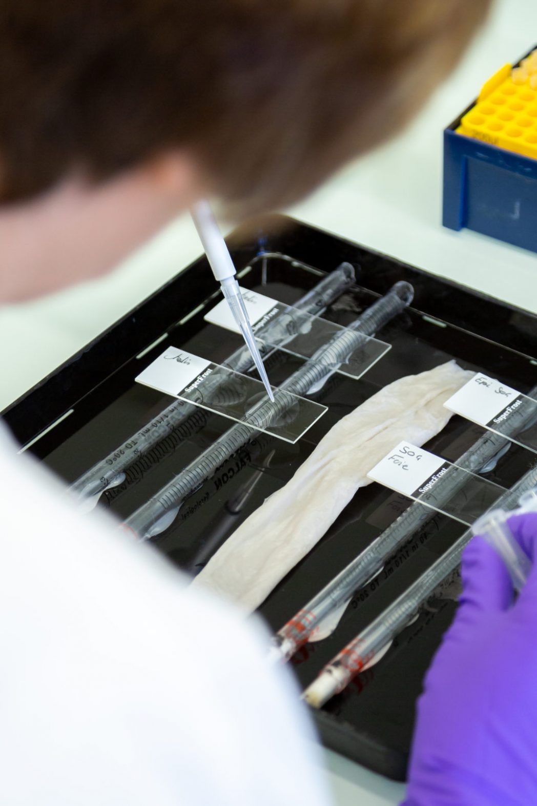 Anipath Histopathologie - iGReD