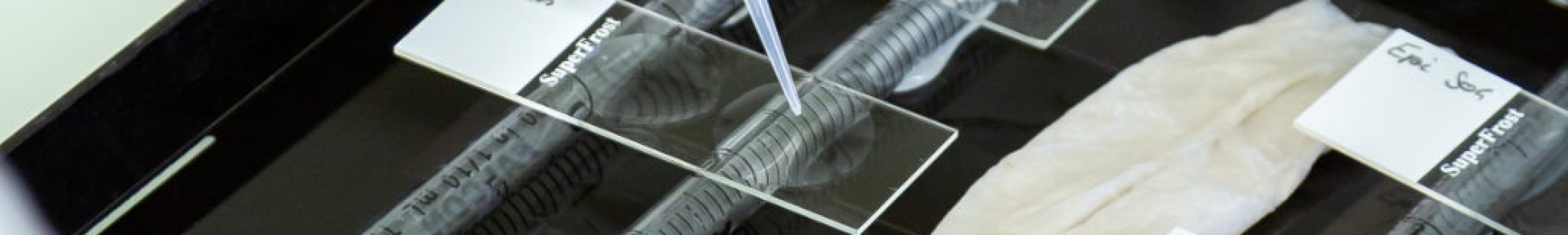 Anipath Histopathologie - iGReD